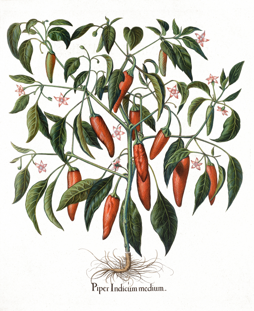 Vintage Printable Pepper Print