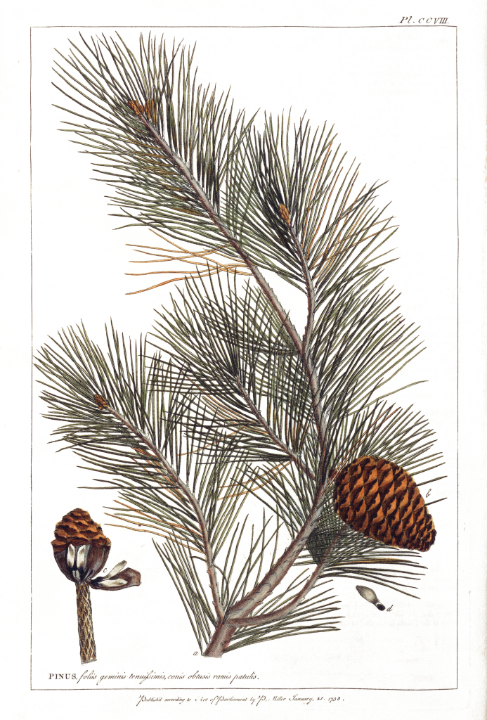 Vintage Pine Tree Print